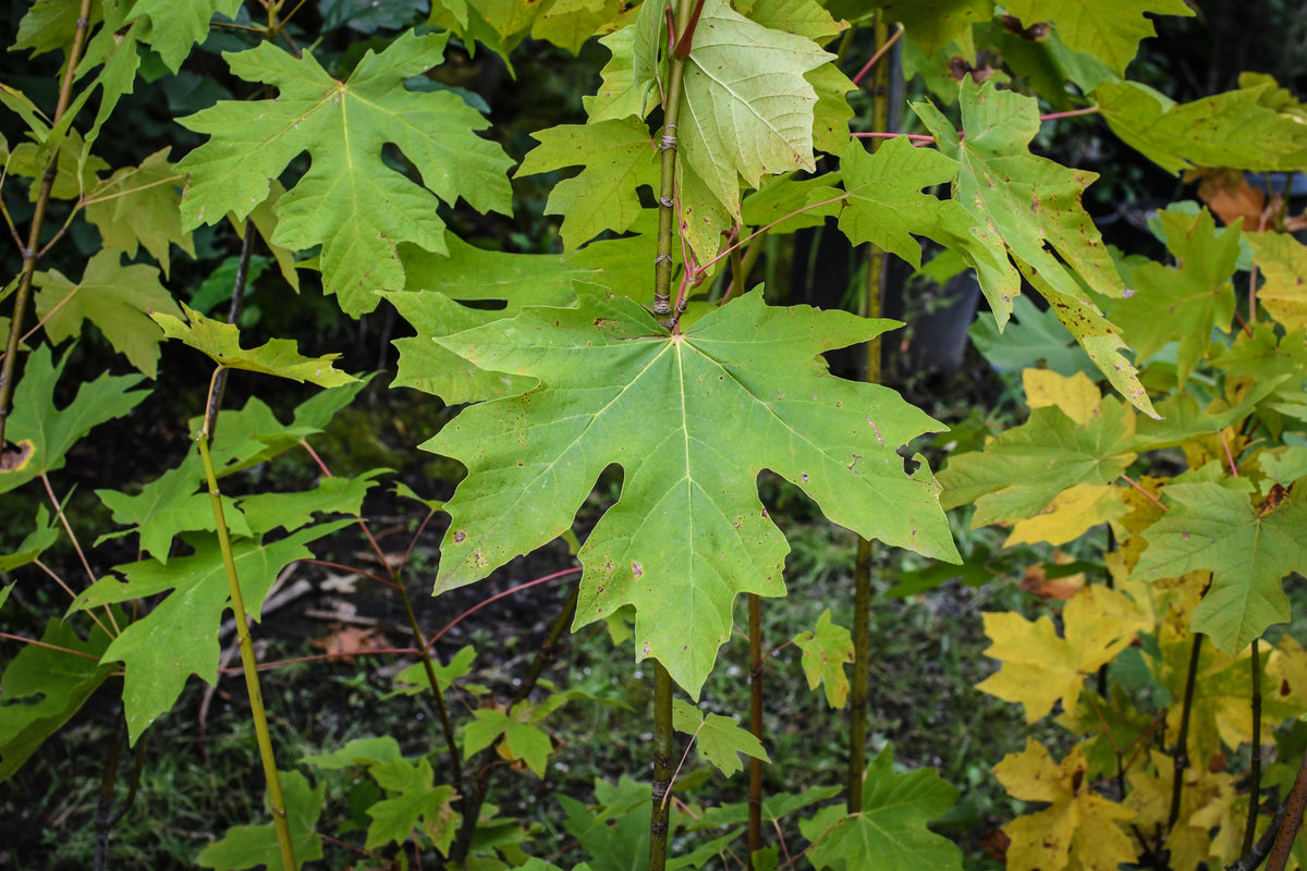 All Plants – Sparrowhawk Native Plants