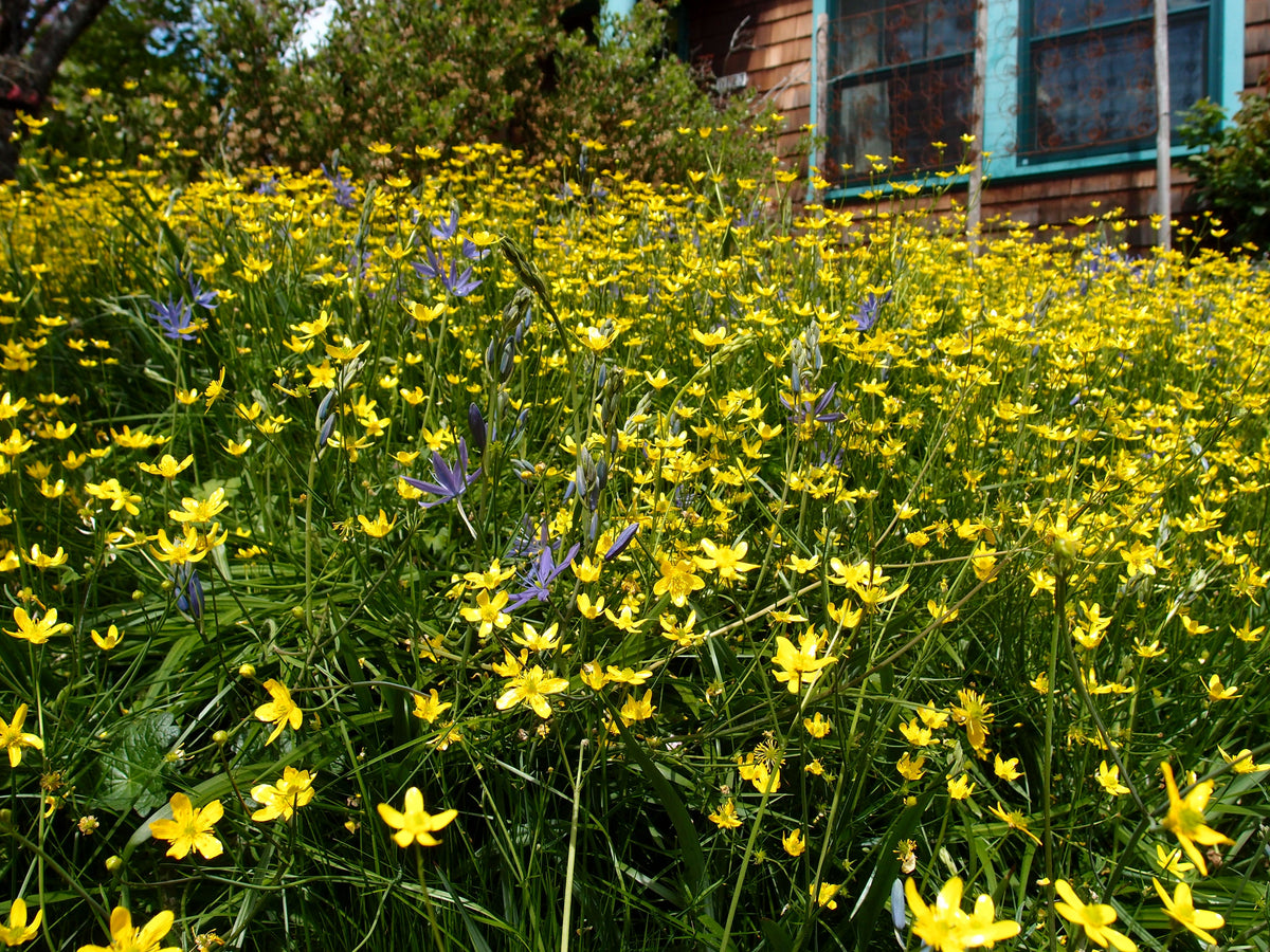 Pollinator Meadow – Sparrowhawk Native Plants