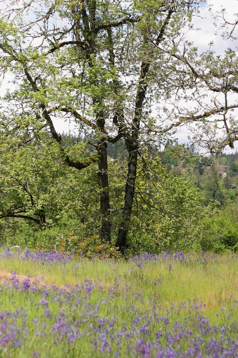 Oakscape – Sparrowhawk Native Plants