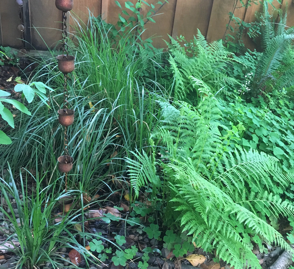 Rain Garden – Sparrowhawk Native Plants