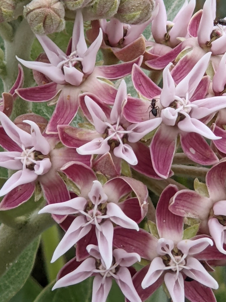 Asclepias Speciosa Showy Milkweed