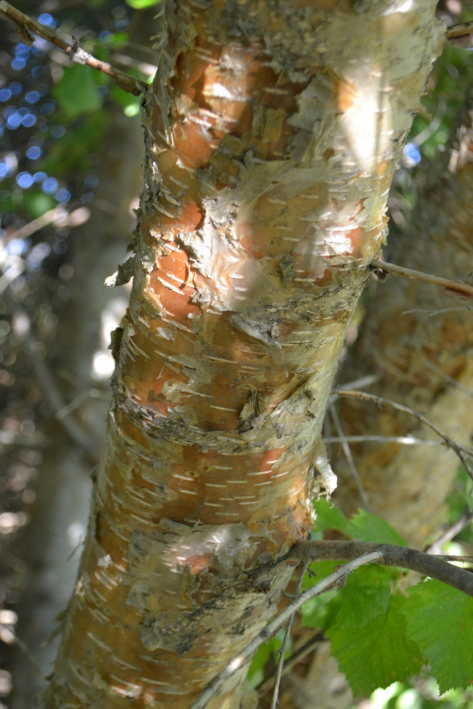 Water Birch – Sparrowhawk Native Plants