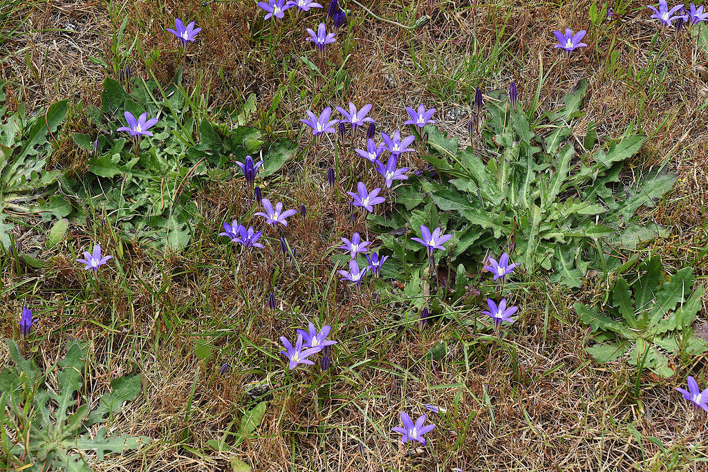 Harvest Brodiaea – Sparrowhawk Native Plants