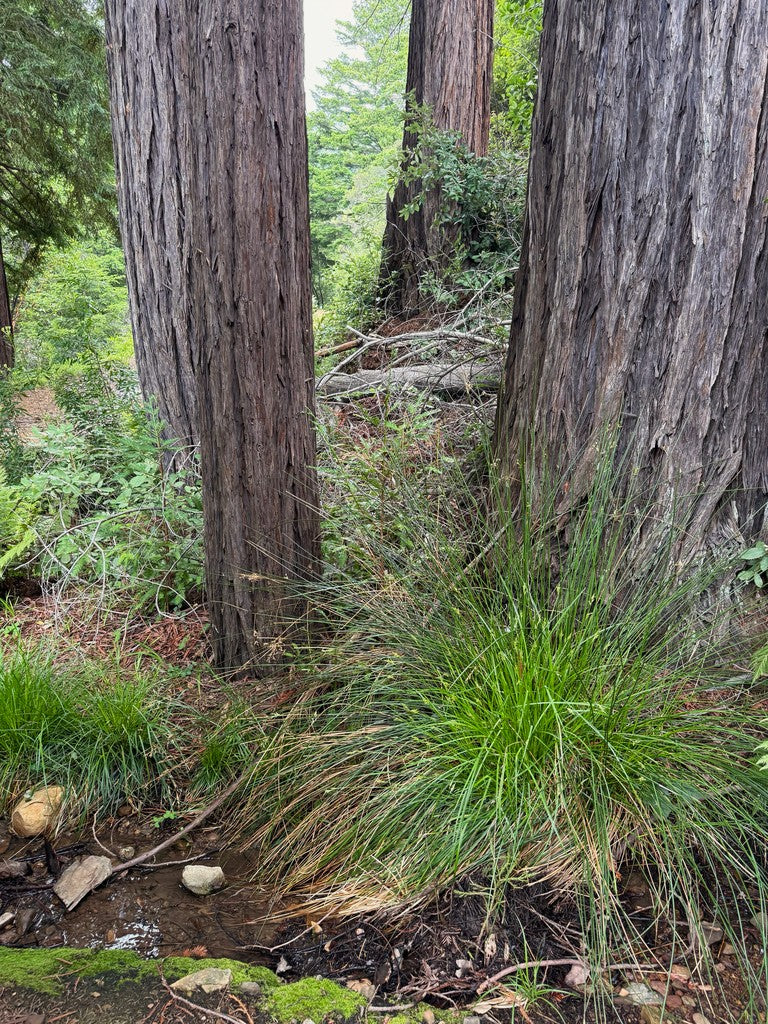 Slender-foot Sedge (Carex leptopoda) – Sparrowhawk Native Plants