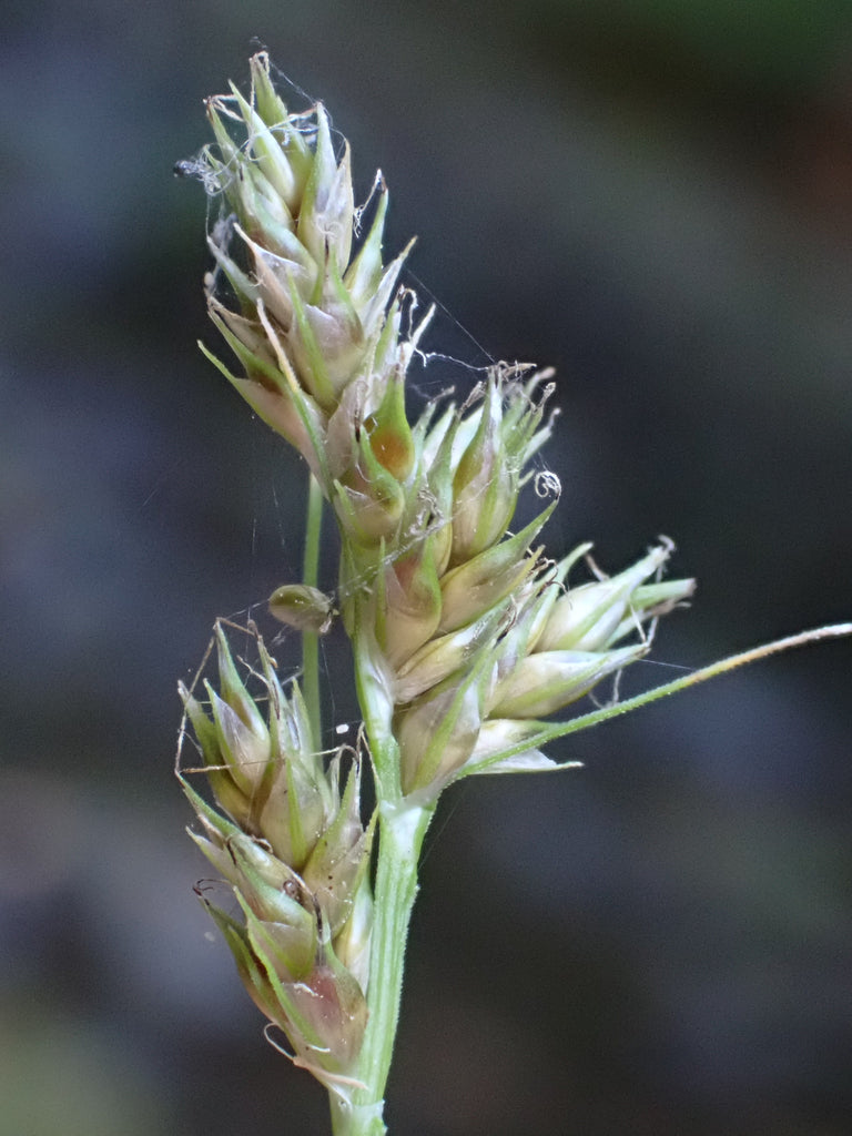 Slender-foot Sedge (Carex leptopoda) – Sparrowhawk Native Plants