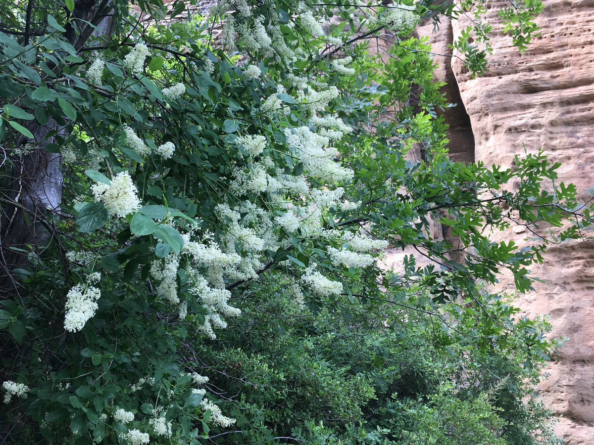 Deerbrush (Ceanothus integerrimus) – Sparrowhawk Native Plants