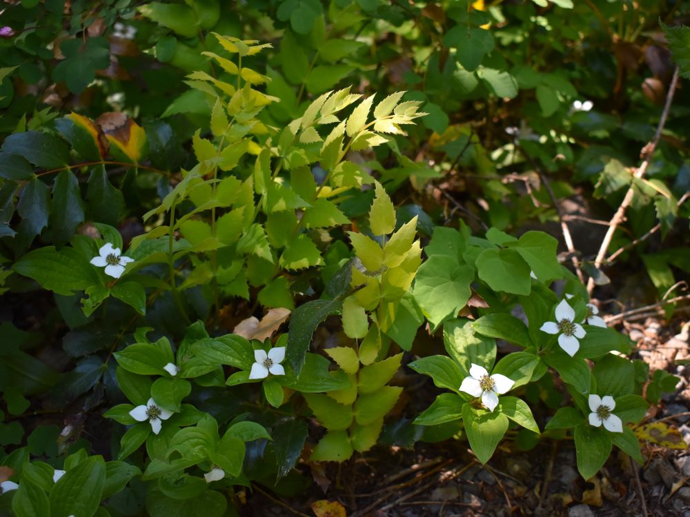 Bunchberry – Sparrowhawk Native Plants