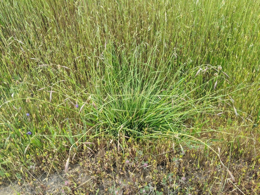 California Oatgrass (Danthonia californica) – Sparrowhawk Native Plants