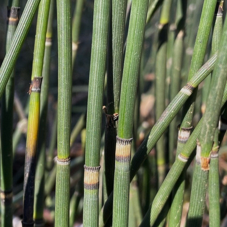 Scouring Rush (Equisetum hyemale) – Sparrowhawk Native Plants