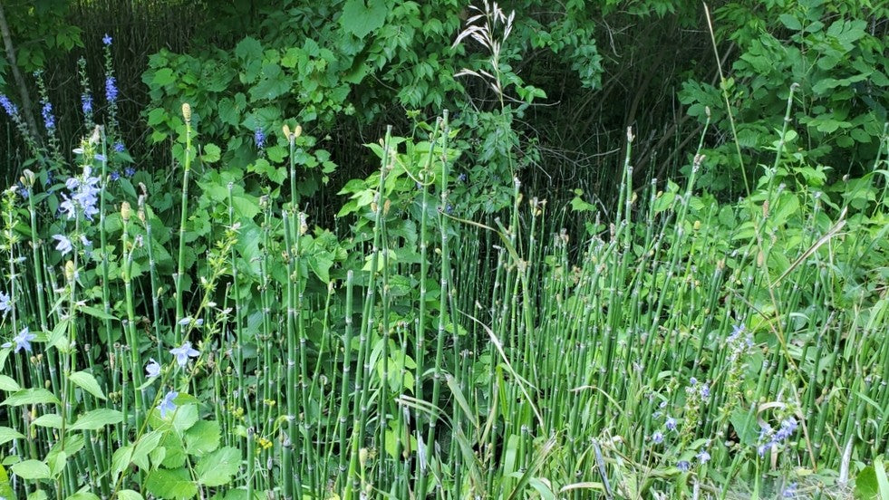 Scouring Rush (Equisetum hyemale) – Sparrowhawk Native Plants