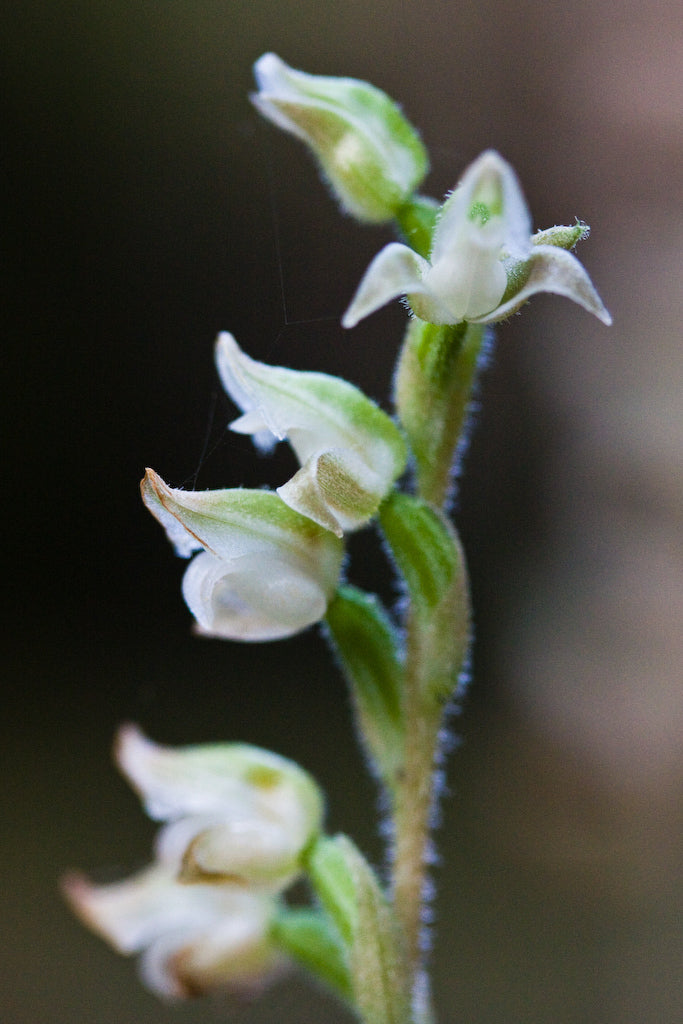 Giant Rattlesnake Plantain (Goodyera oblongifolia) – Sparrowhawk Native ...