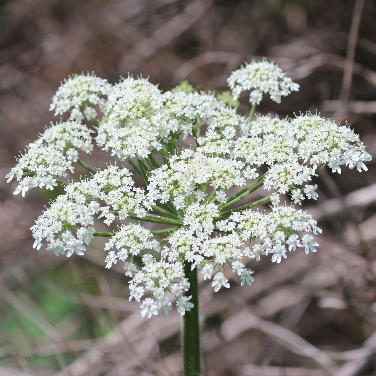 Cow Parsnip – Sparrowhawk Native Plants