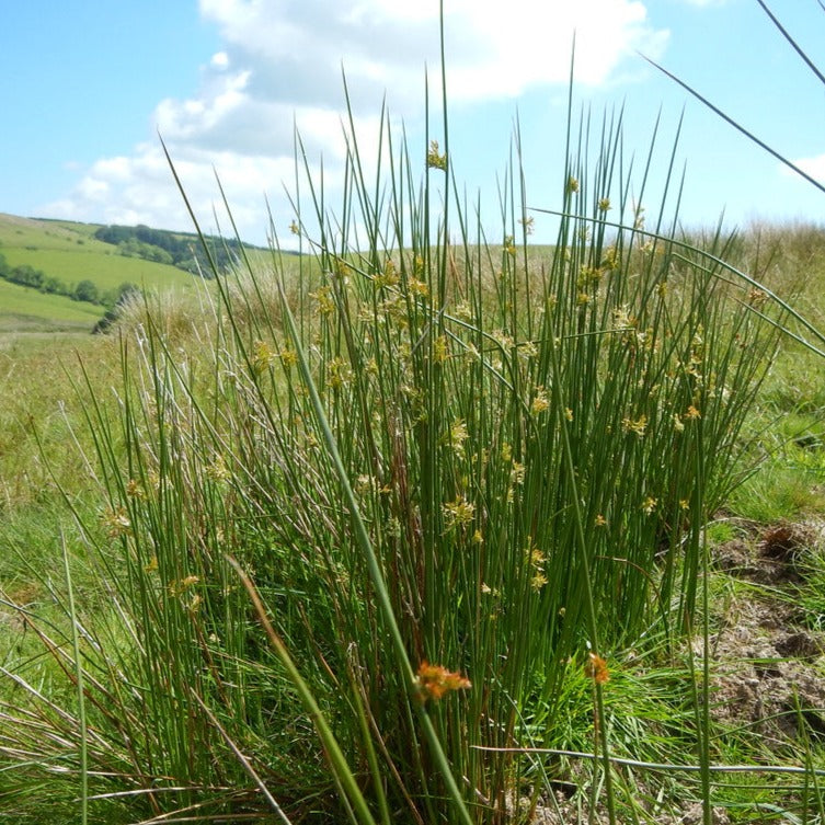 Common Rush (Juncus effusus) – Sparrowhawk Native Plants