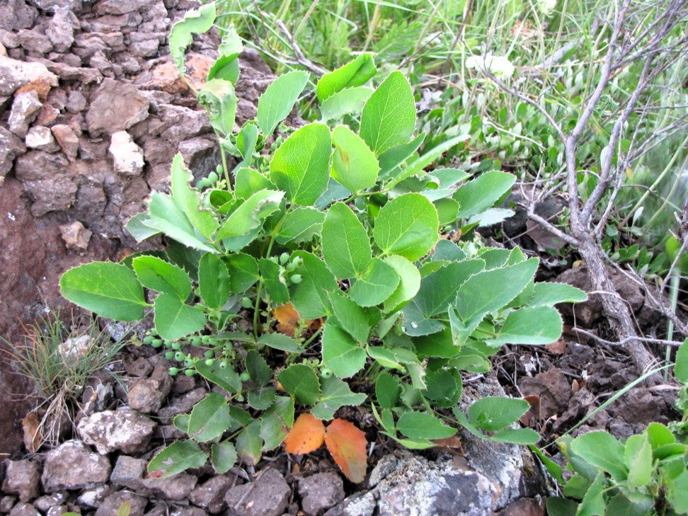 Creeping Oregon Grape (Mahonia repens) – Sparrowhawk Native Plants