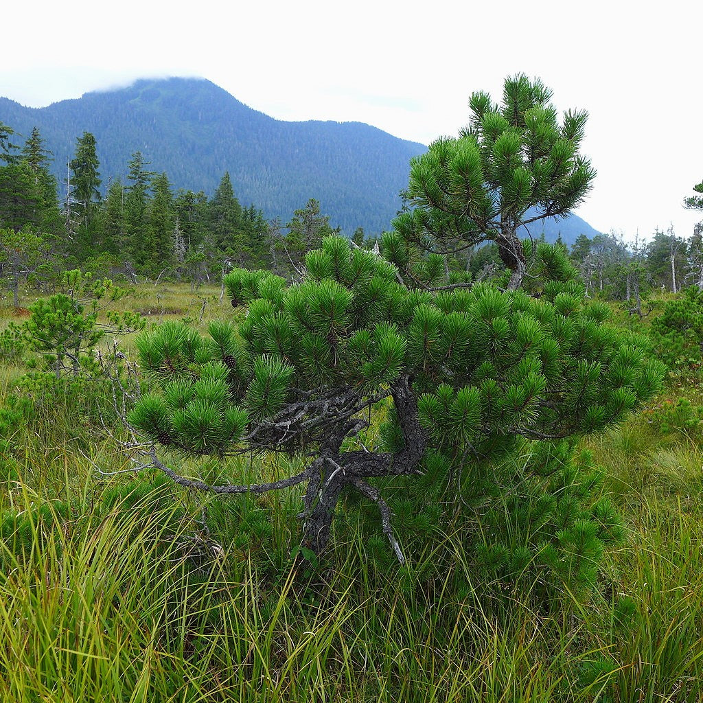 Shore Pine – Sparrowhawk Native Plants