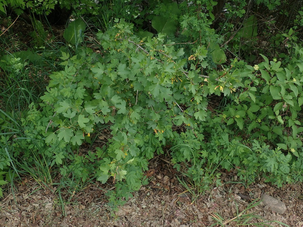 Golden Currant (Ribes aureum) – Sparrowhawk Native Plants