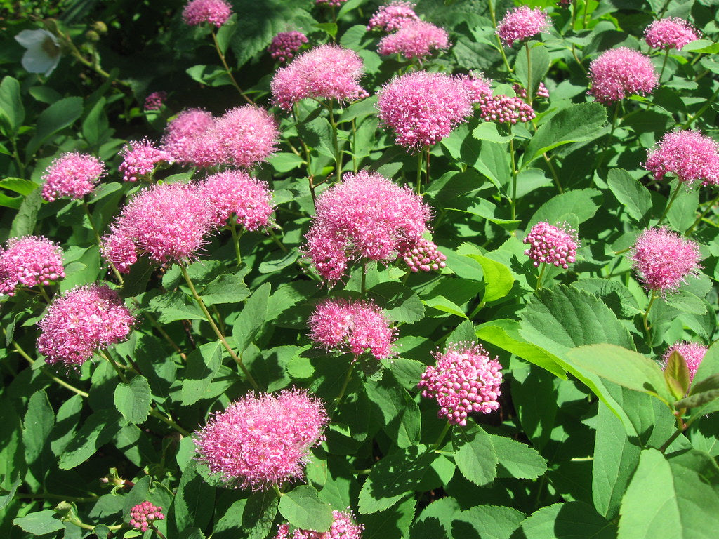 Rosy Spiraea – Sparrowhawk Native Plants