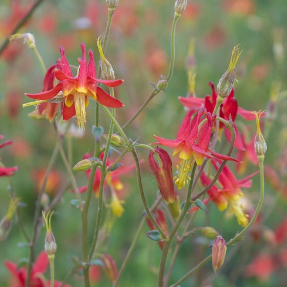 Columbine Flower Rocky Mountain Blue Columbine Flower Seeds