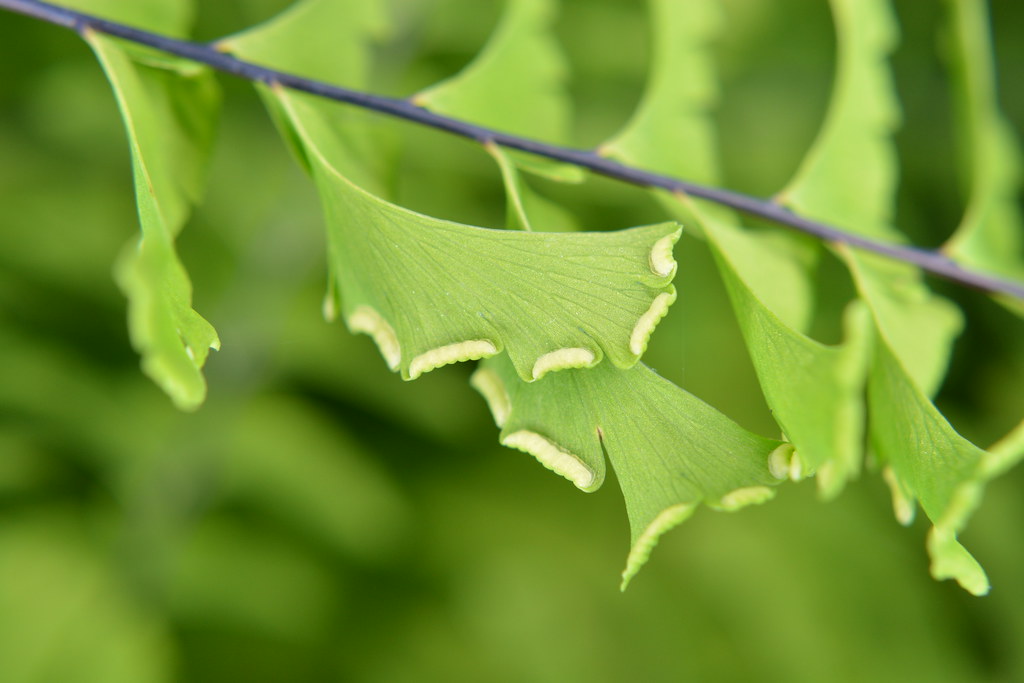 Maidenhair Fern – Sparrowhawk Native Plants