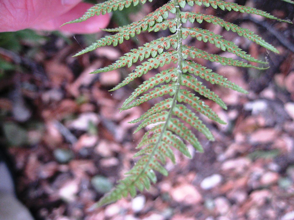 Wood Fern – Sparrowhawk Native Plants