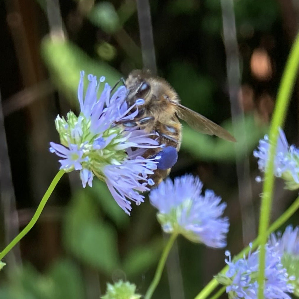 Blue Gilia (Seeds) – Sparrowhawk Native Plants