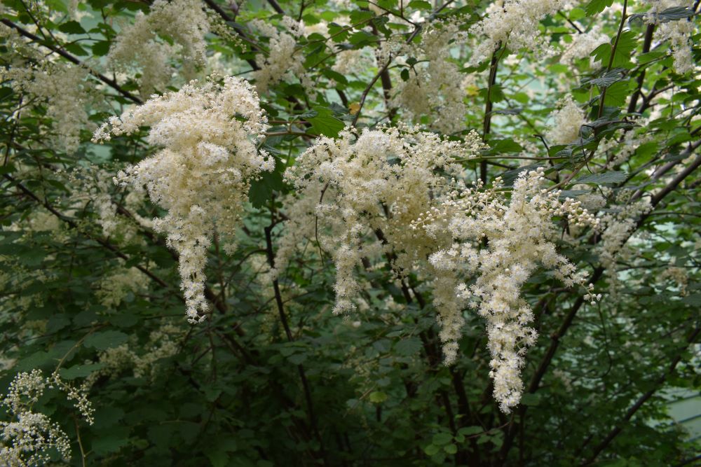 Oceanspray (Holodiscus discolor) – Sparrowhawk Native Plants
