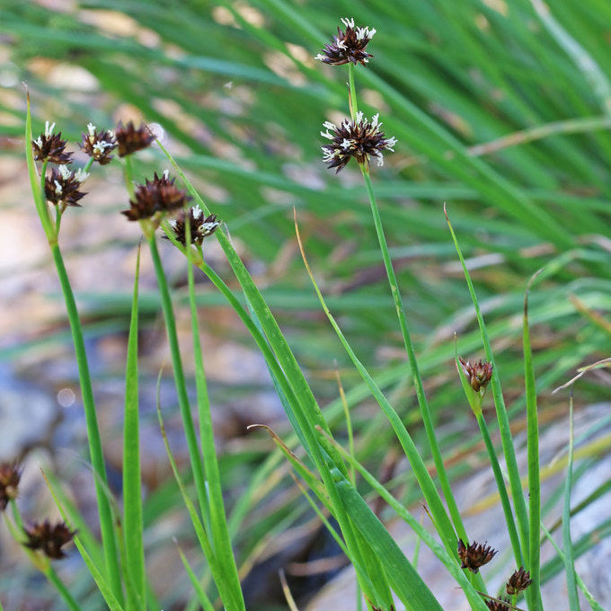 Dagger-leaf Rush – Sparrowhawk Native Plants