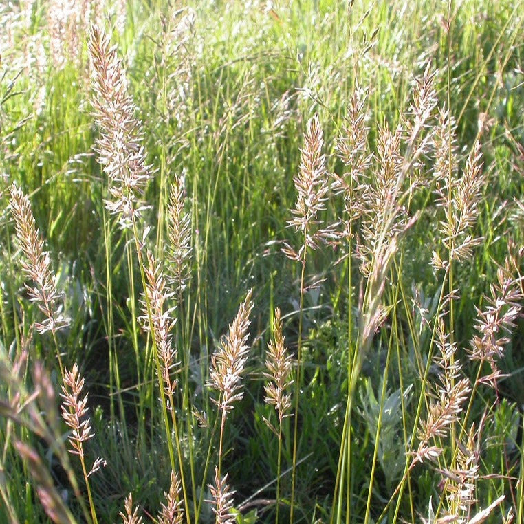 June Grass Plants Silver Falls Seed Company Junegrass Prairie