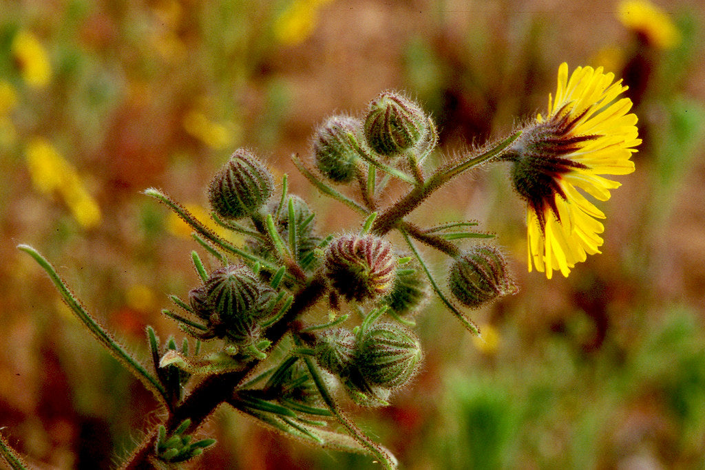 Common Madia (Seeds) – Sparrowhawk Native Plants