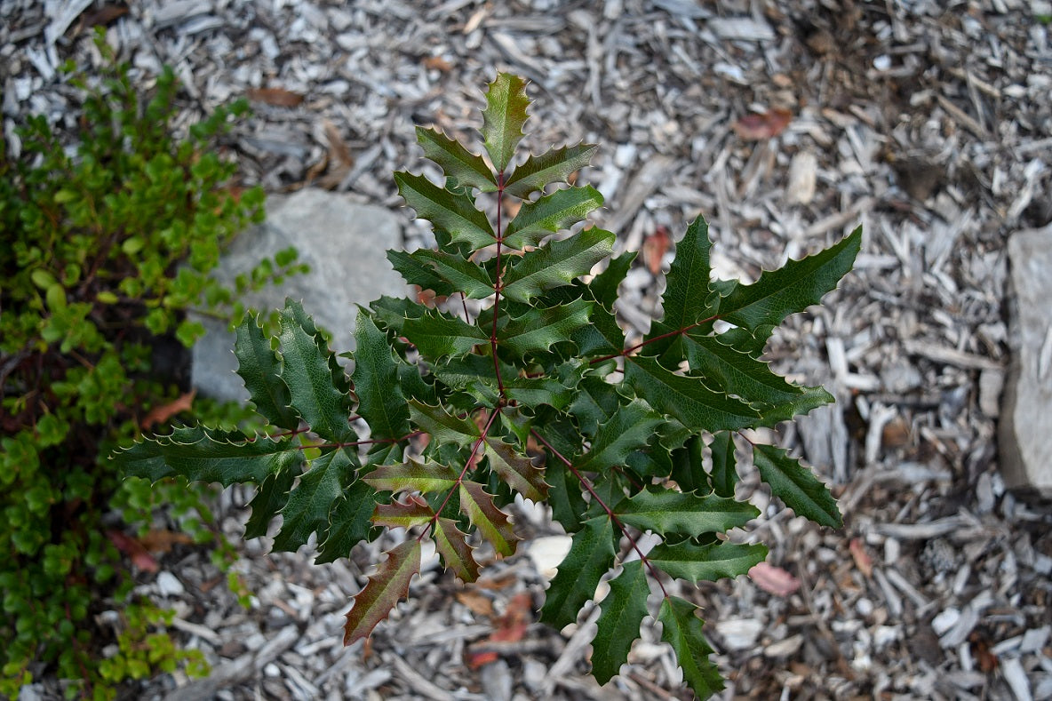 Tall Oregon Grape (Mahonia aquifolium) – Sparrowhawk Native Plants