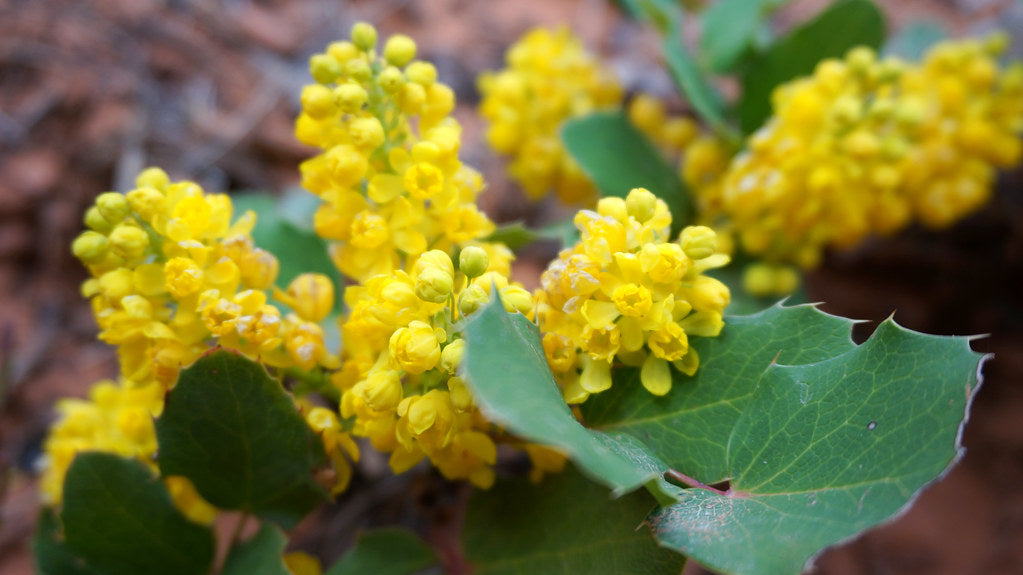 Creeping Oregon Grape – Sparrowhawk Native Plants