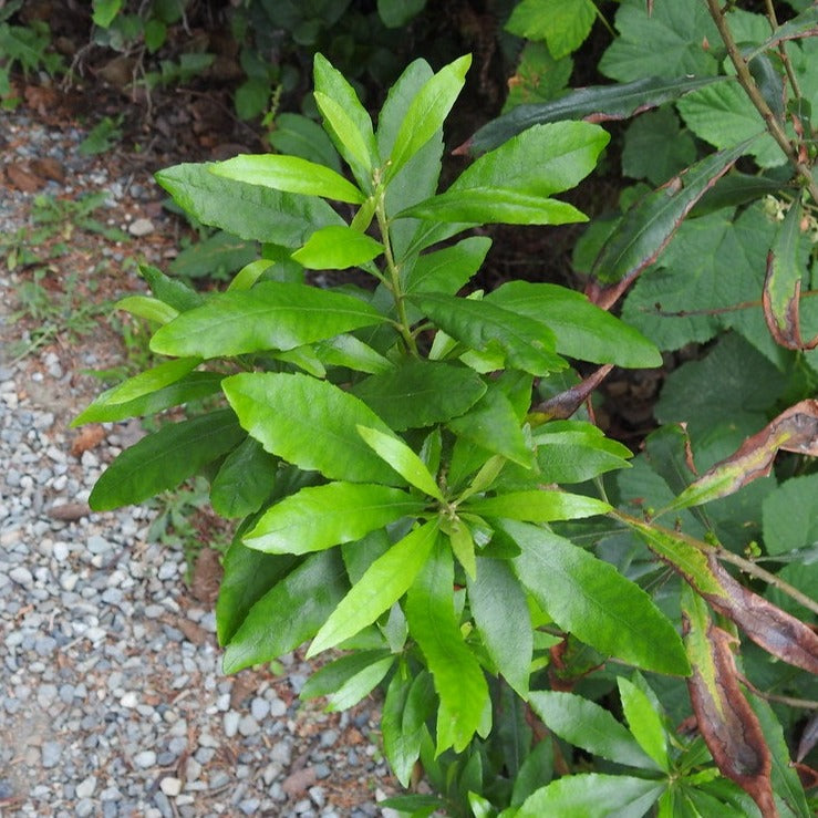 Pacific Wax Myrtle – Sparrowhawk Native Plants