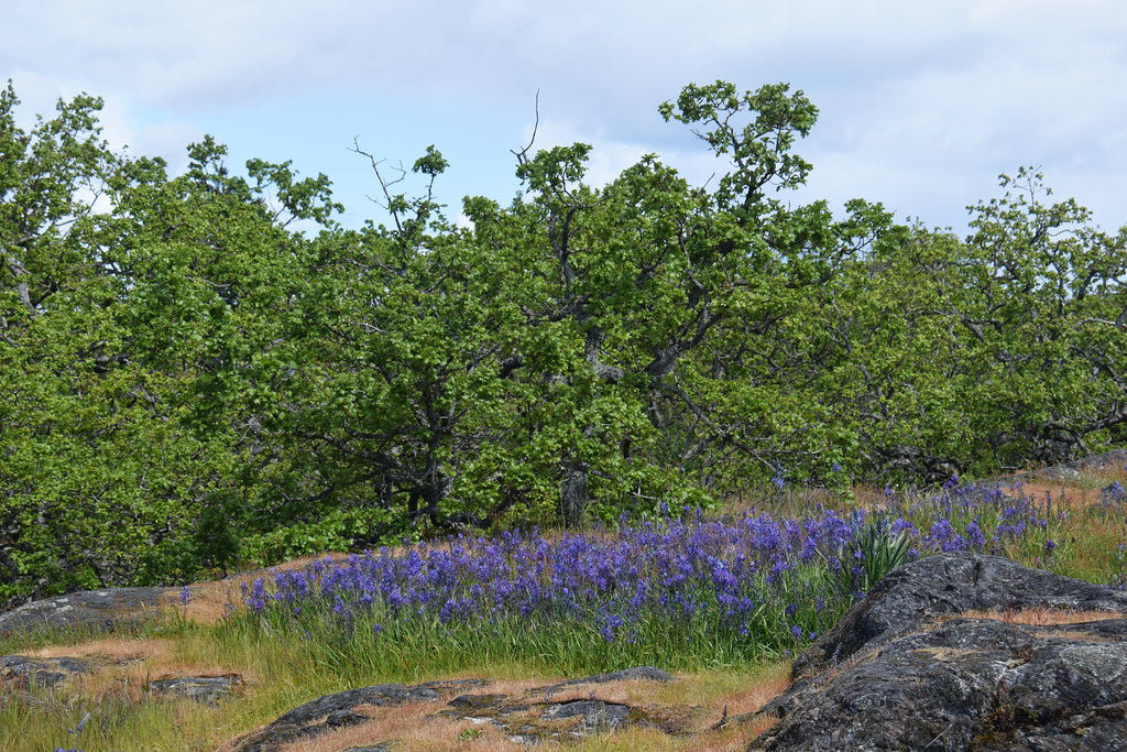 Oregon White Oak – Sparrowhawk Native Plants