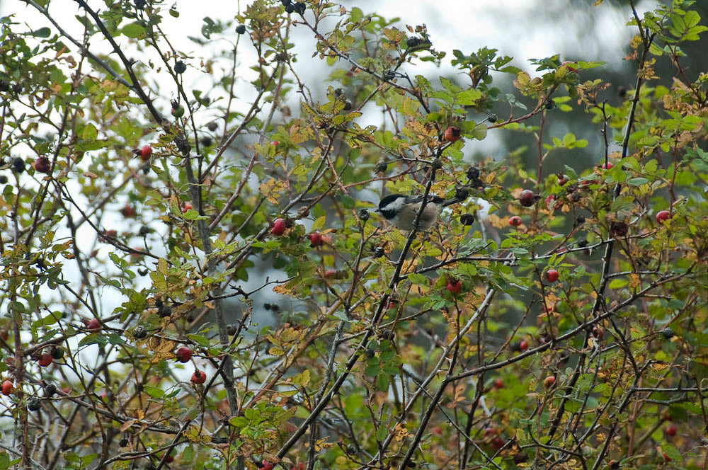 Clustered Wild Rose – Sparrowhawk Native Plants