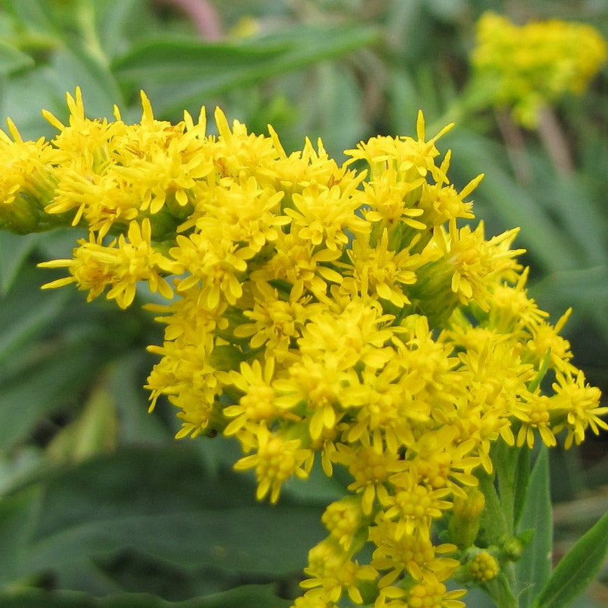 Goldenrod – Sparrowhawk Native Plants